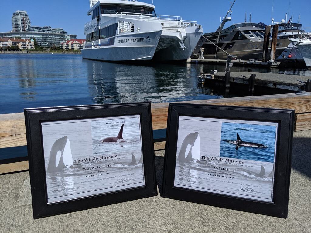 Orca Spirit Adventures - Venue - Victoria - Weddinghero.ca