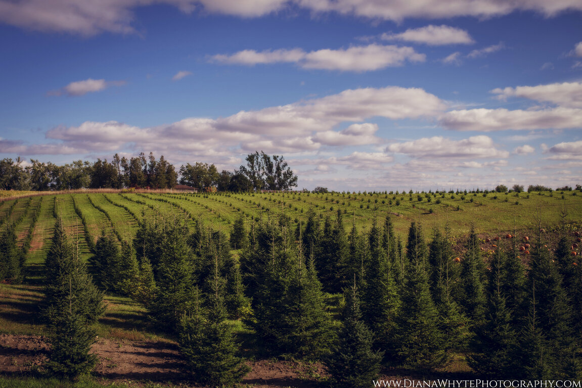 Albion Orchards - Venue - Caledon - Weddinghero.ca